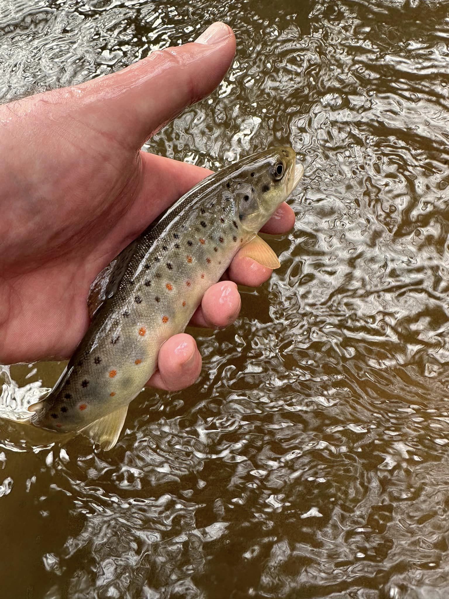 Gallery – Bollin and Birkin Flyfishers