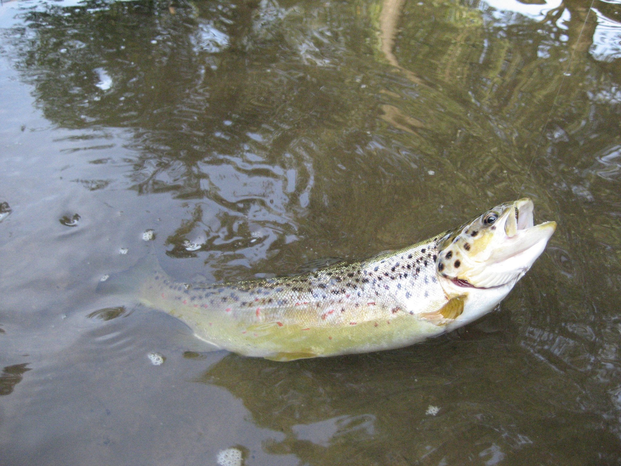 Gallery – Bollin and Birkin Flyfishers