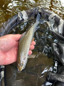 Gallery – Bollin and Birkin Flyfishers