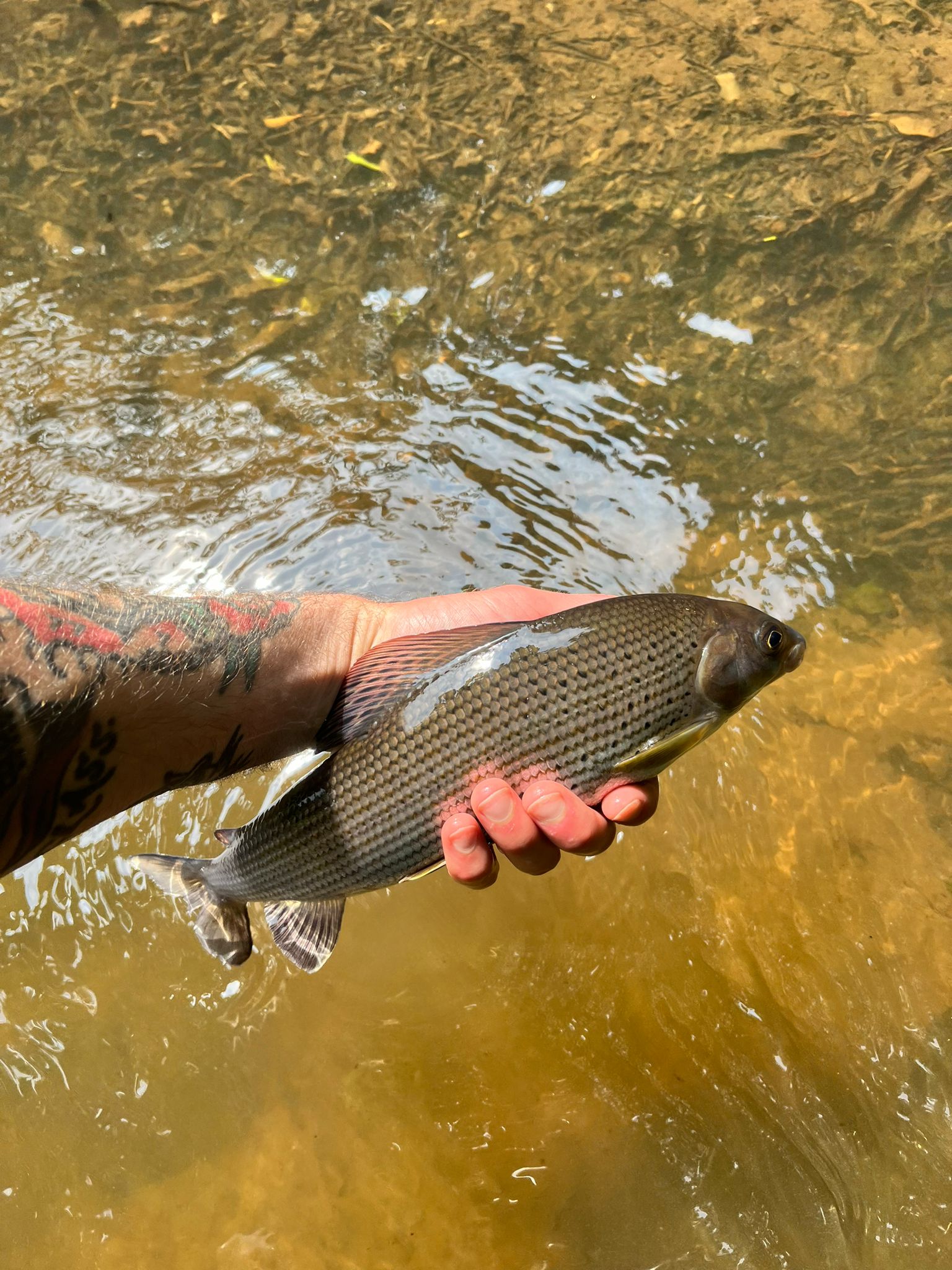 Gallery – Bollin and Birkin Flyfishers